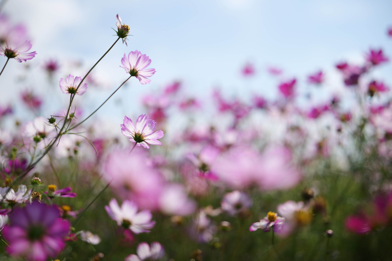 LUMIX S PRO 50mm F1.4 レンズレビューVol.1 外観・操作・AF編 - とるなら