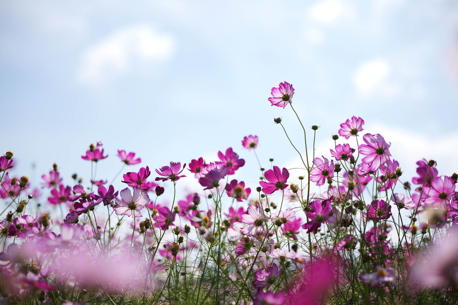LUMIX S PRO 50mm F1.4 レンズレビューVol.1 外観・操作・AF編 - とるなら